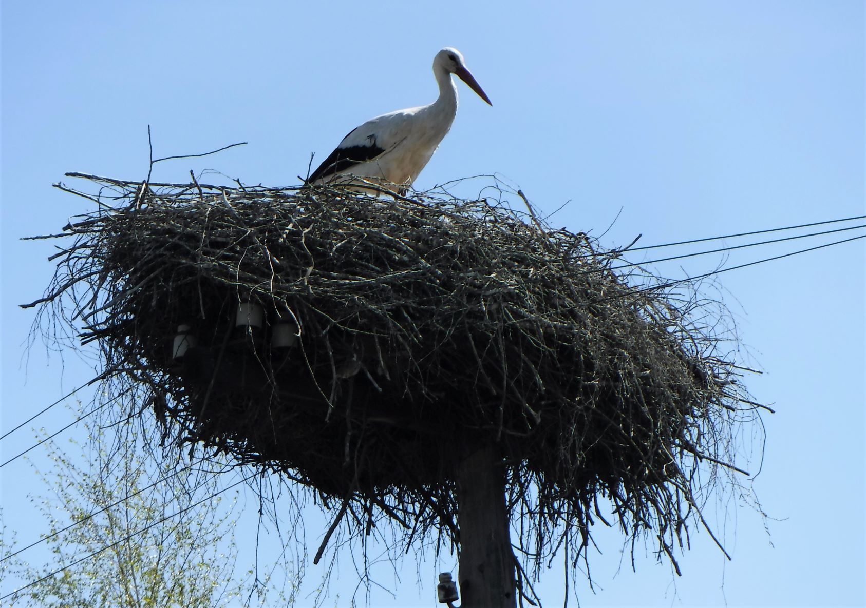 The Storks of Poland - Midlife Crisis Odyssey